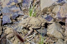 NatureMapping Takes Kids -- and Technology -- Outside and into Active ...