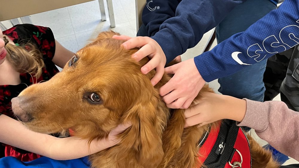 4 Legged SEL: How to Start a Therapy Dog Program in Elementary School ...