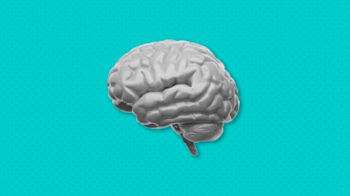 Resources on Learning and the Brain | Edutopia