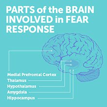 The Science of Fear | Edutopia