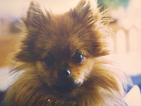 Dogs as Role Models: A Lesson in Classroom Management | Edutopia