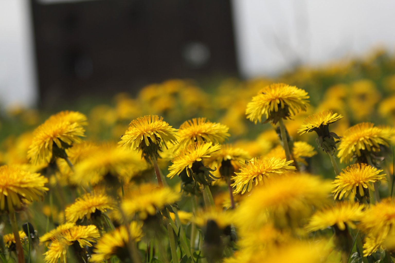 The Lessons of the Dandelion | Edutopia