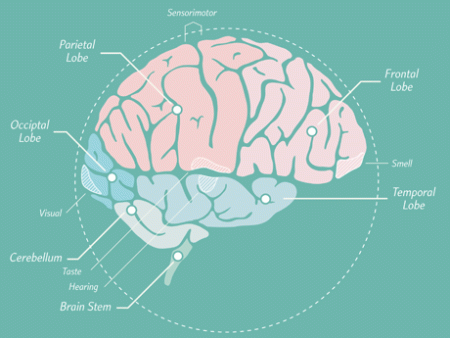 Building Brain Literacy in Elementary Students | Edutopia